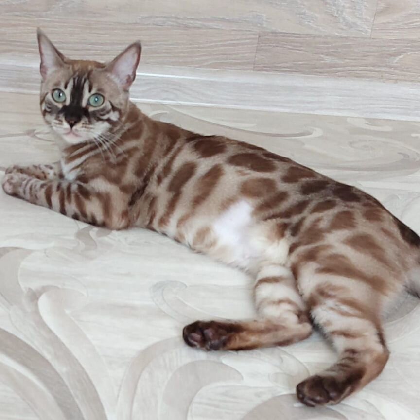 Бенгальская девочка уголь минк