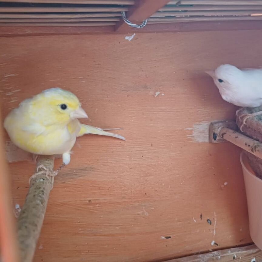 Кенара и канарейки