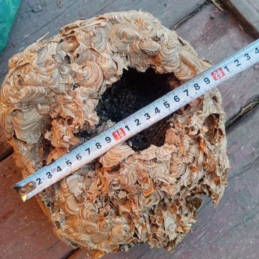 Осиное гнездо