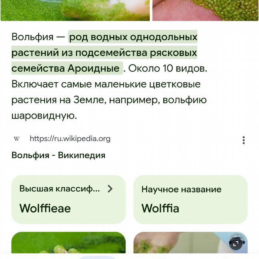 Аквариумные растения Вольфия