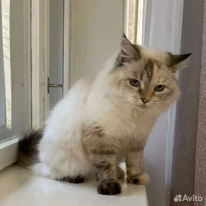 Маруся в дар