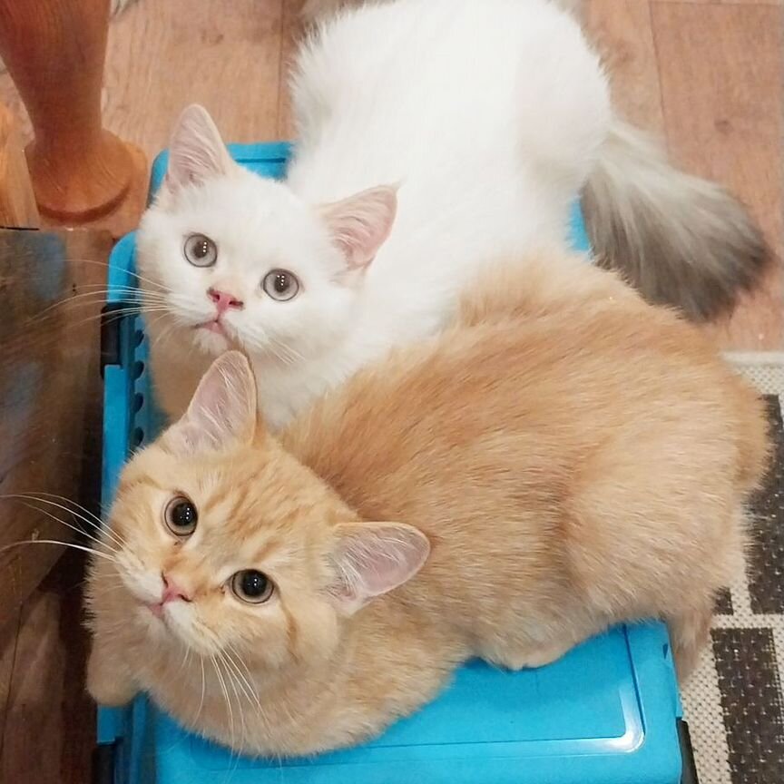 Шотландские котята 4 месяца