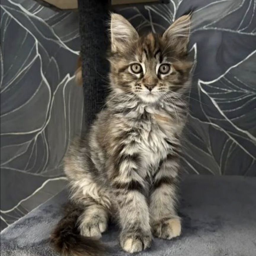 Мейн-кун котёнок