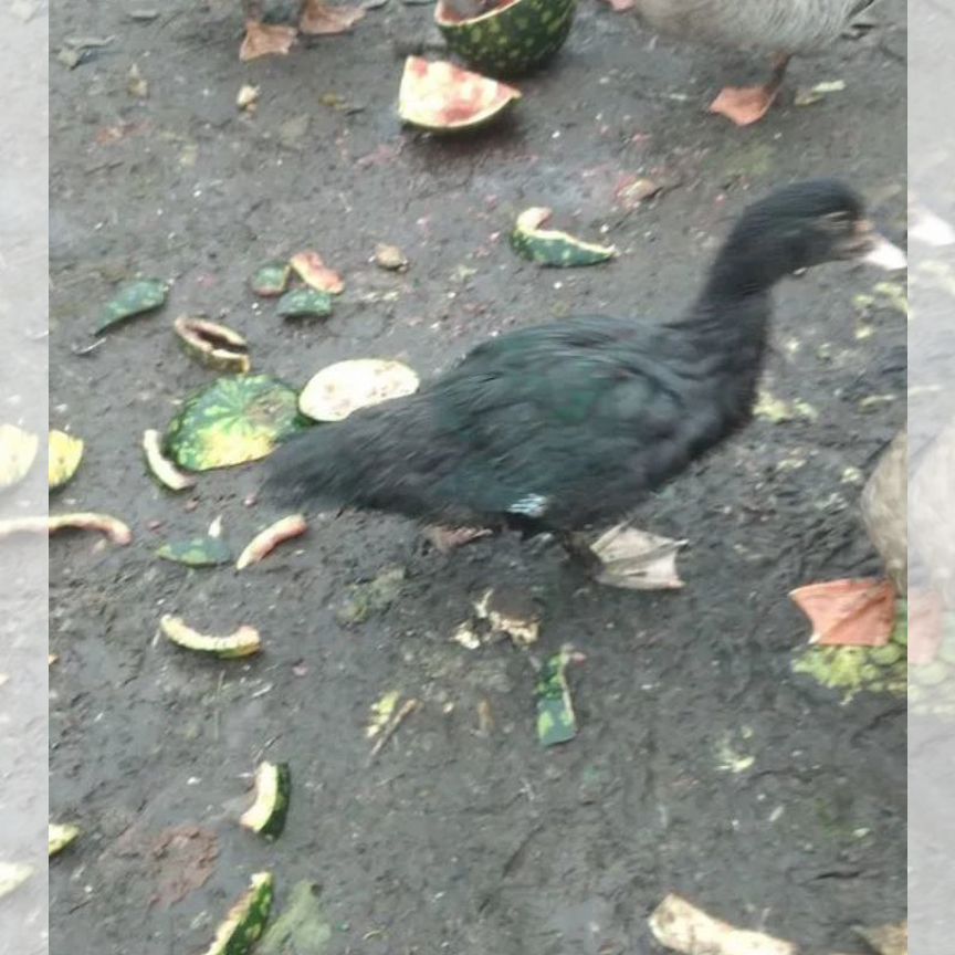 Продам индо утку или обмен