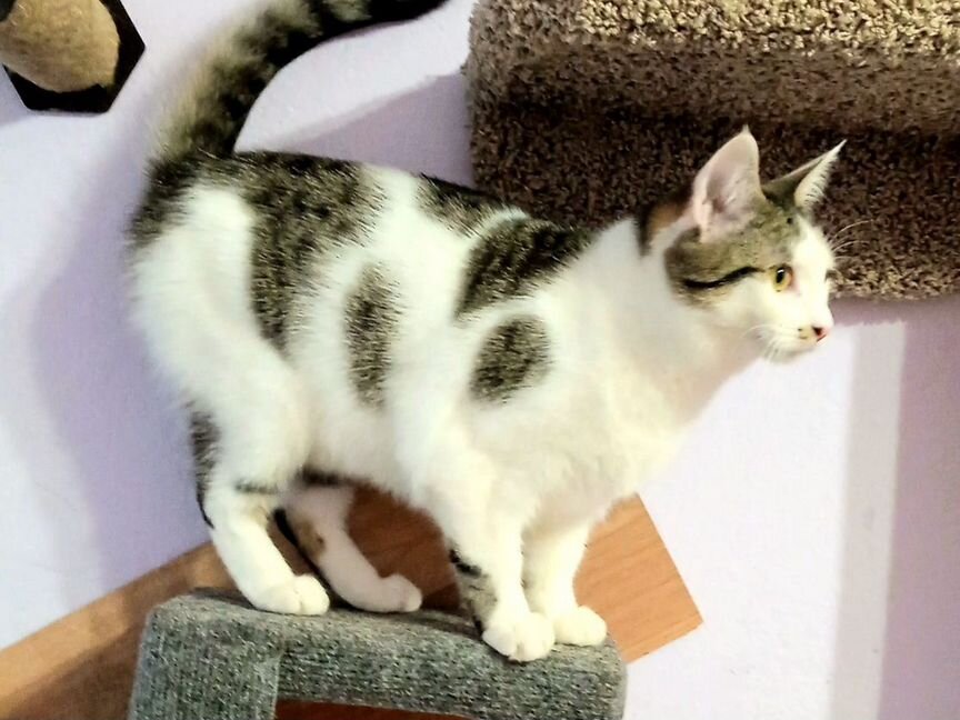 Кошечка в чепчике
