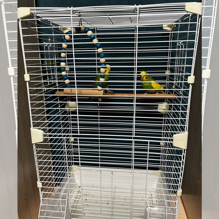 Волнистый попугай