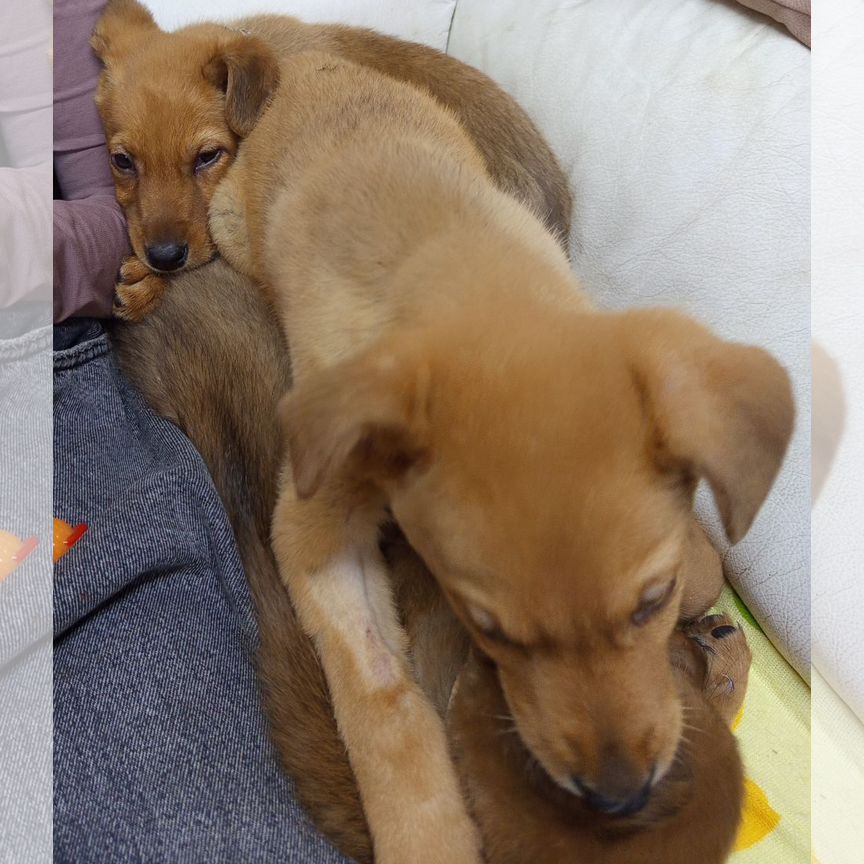 Щенок от частного владельца