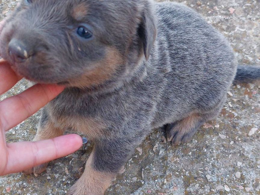 Щенки дворняшки