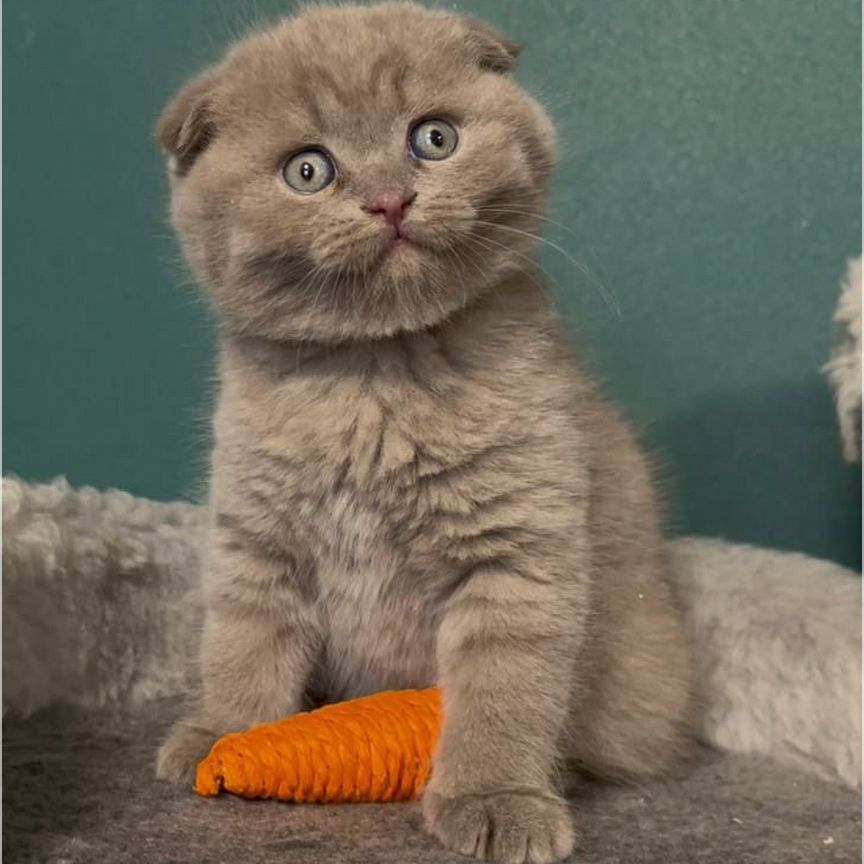 Шотландский вислоухий короткошёрстный котёнок