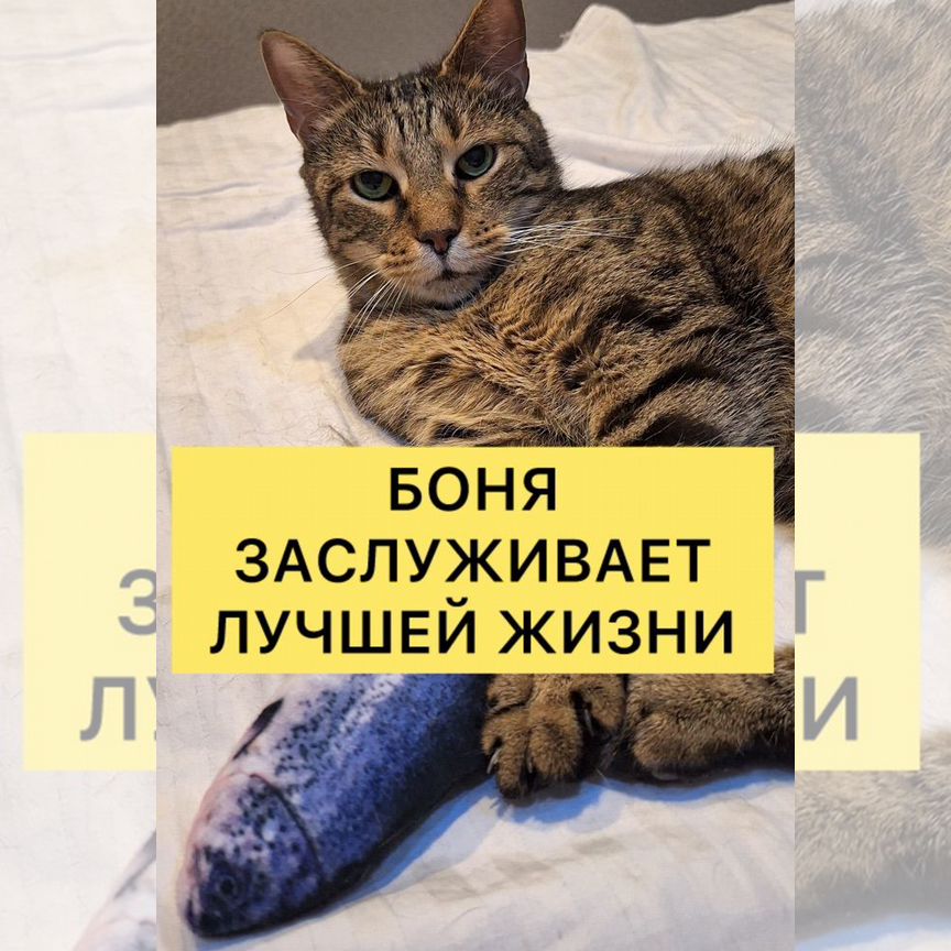 Взрослая, кошка в добрые руки