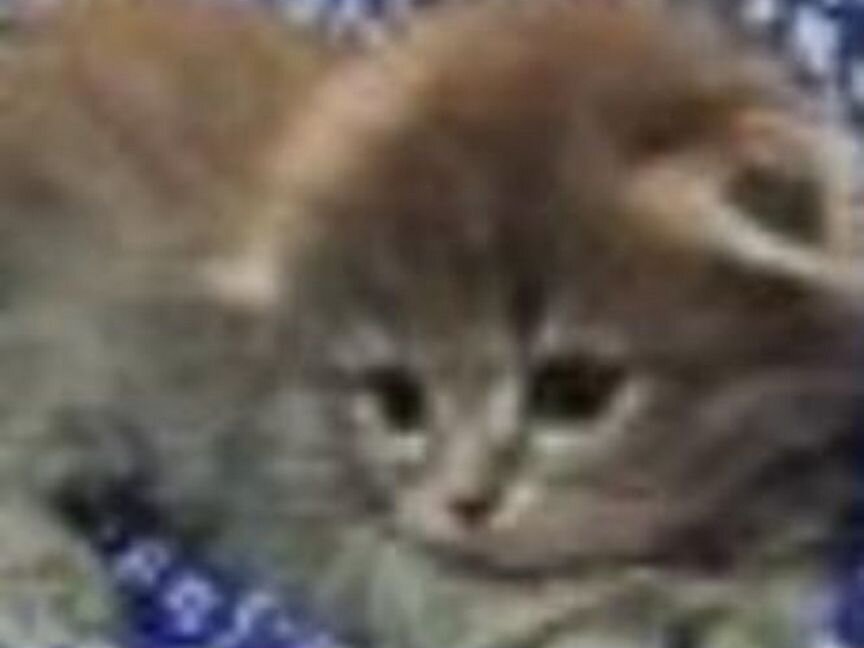 Сибирский котенок