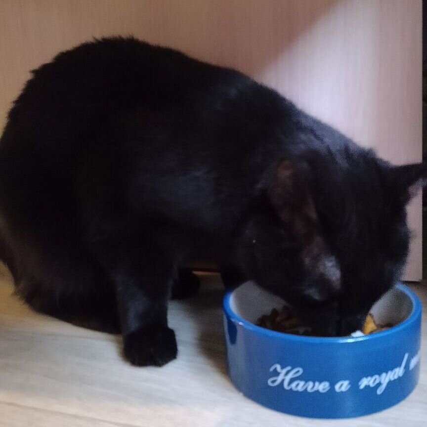 Взрослая, кошка в добрые руки