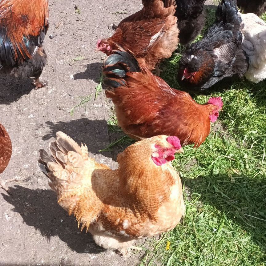 Петухи молодые домашние