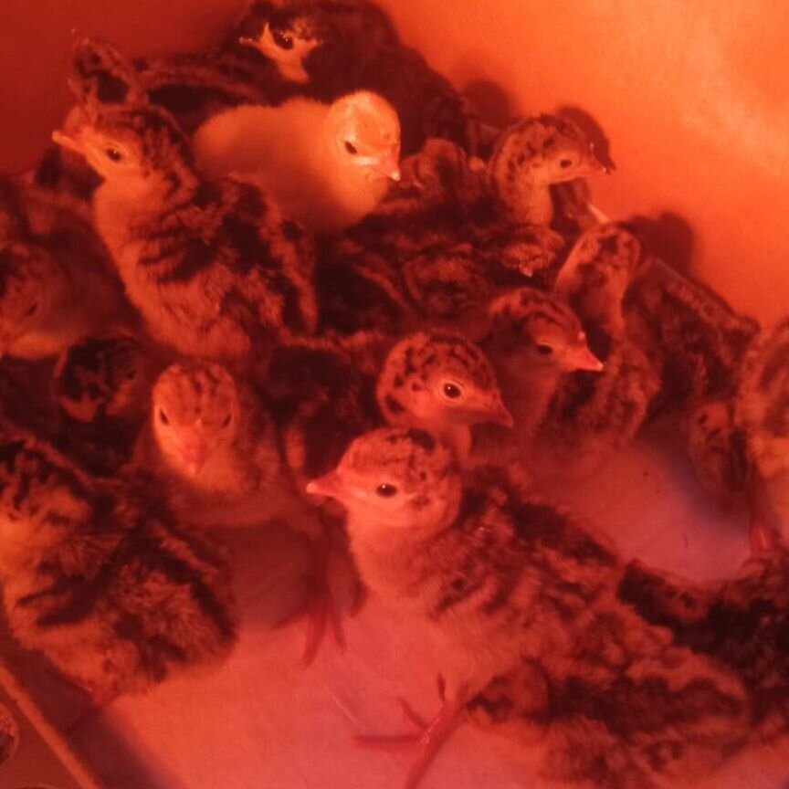 Индюшата суточные