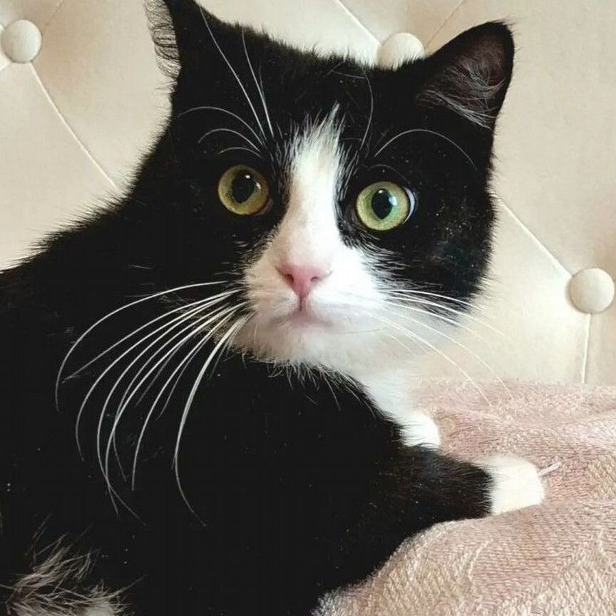 Взрослая, кошка в добрые руки