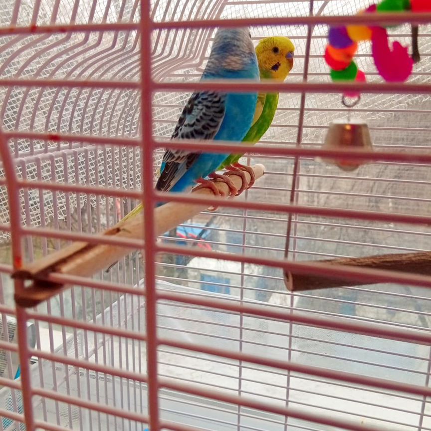 Волнистый попугай с клеткой