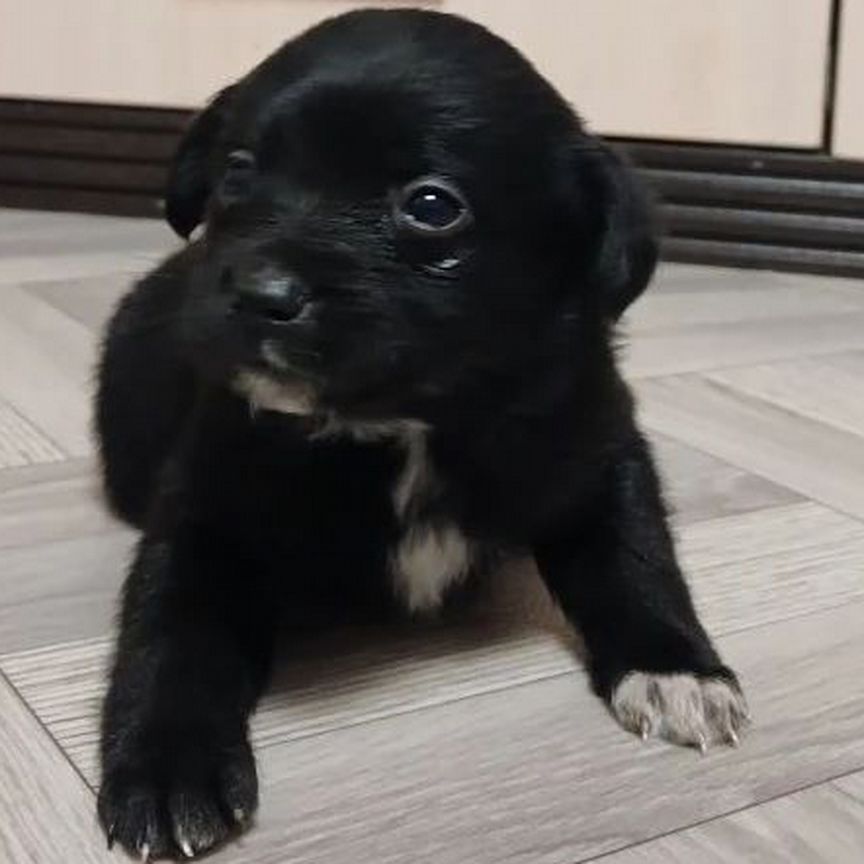 Щенок в добрые руки