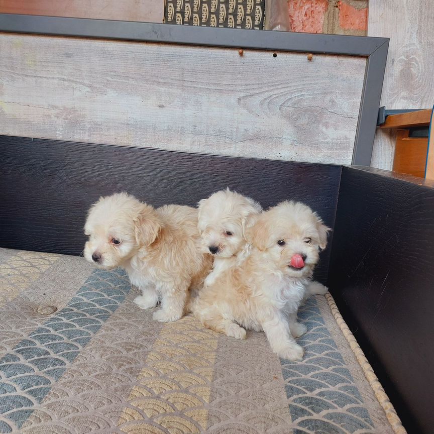 Мальтипу F1 детки