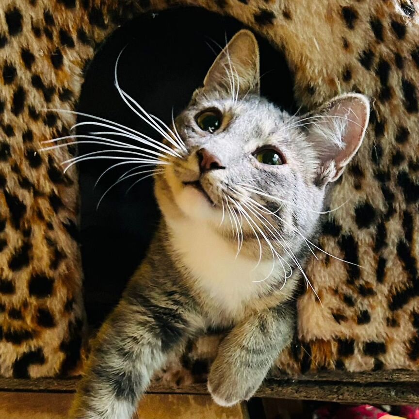 Котёнок Стёпа ищет семью