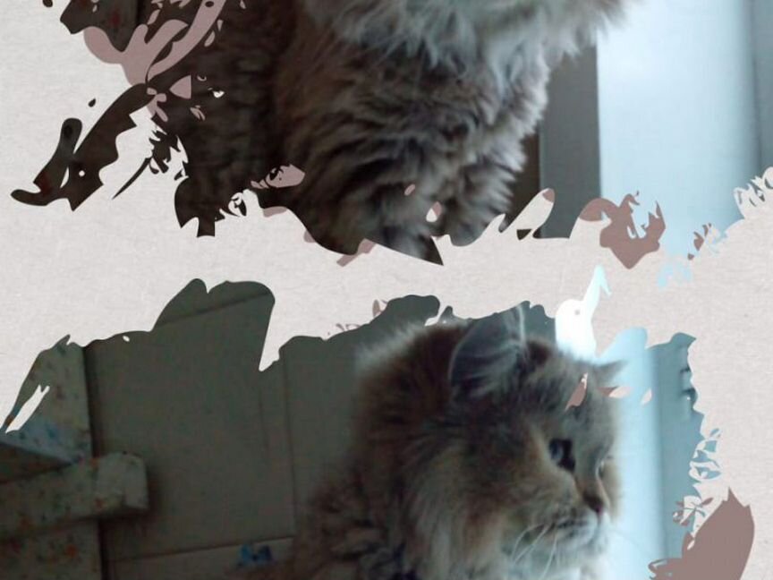 Кошка в добрые руки