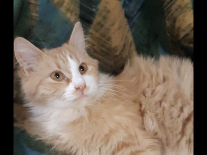 Котенок рыжий пушистый