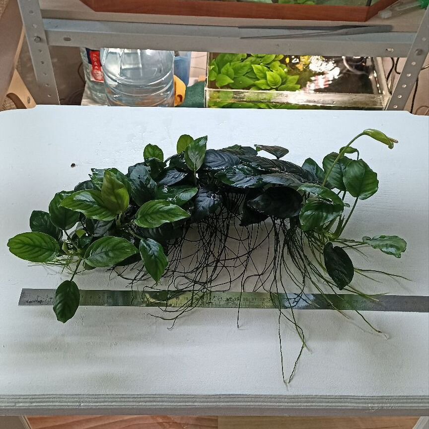 Аквариумные растения