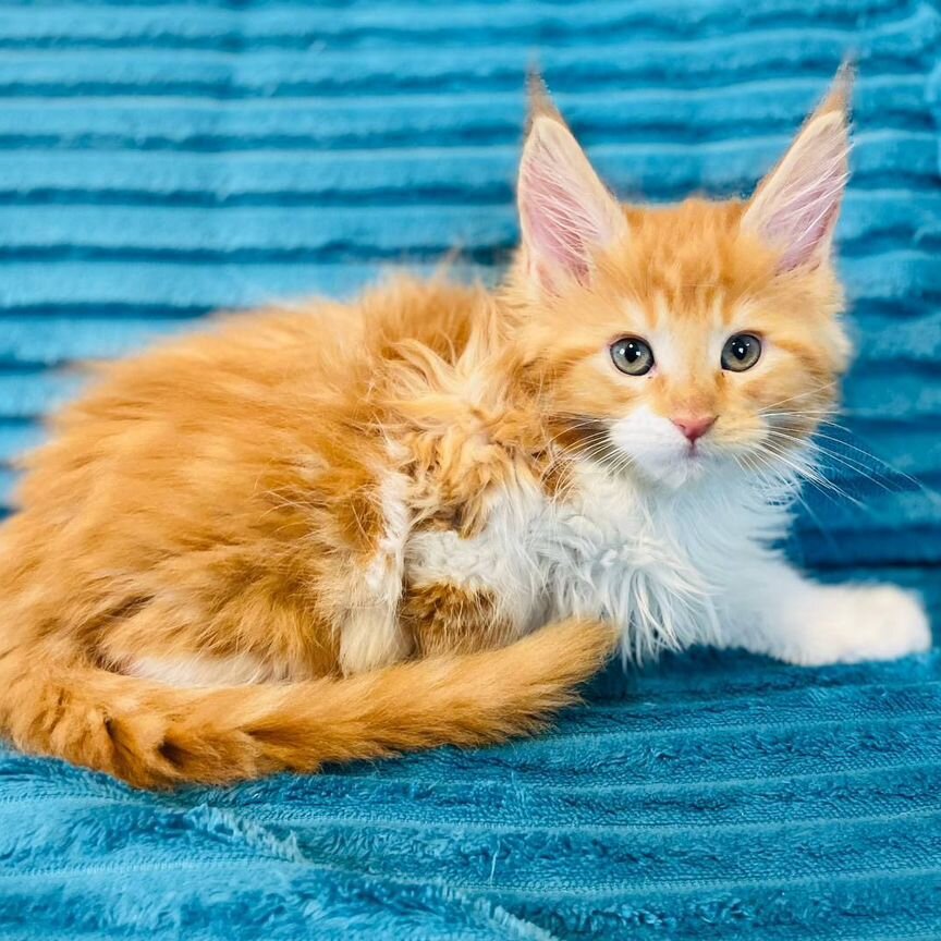 Котята мейн-кун