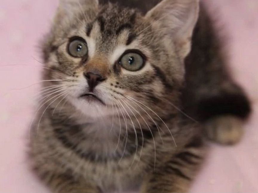 Котятки "шпротики"