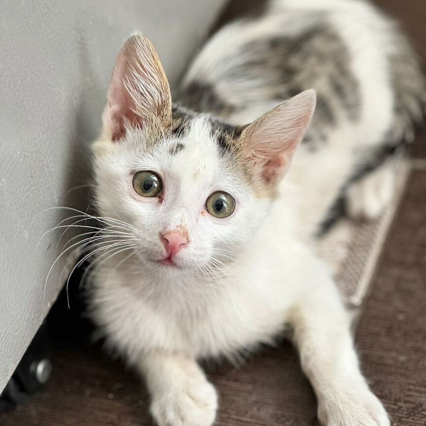 Котенок мальчик в добрые руки