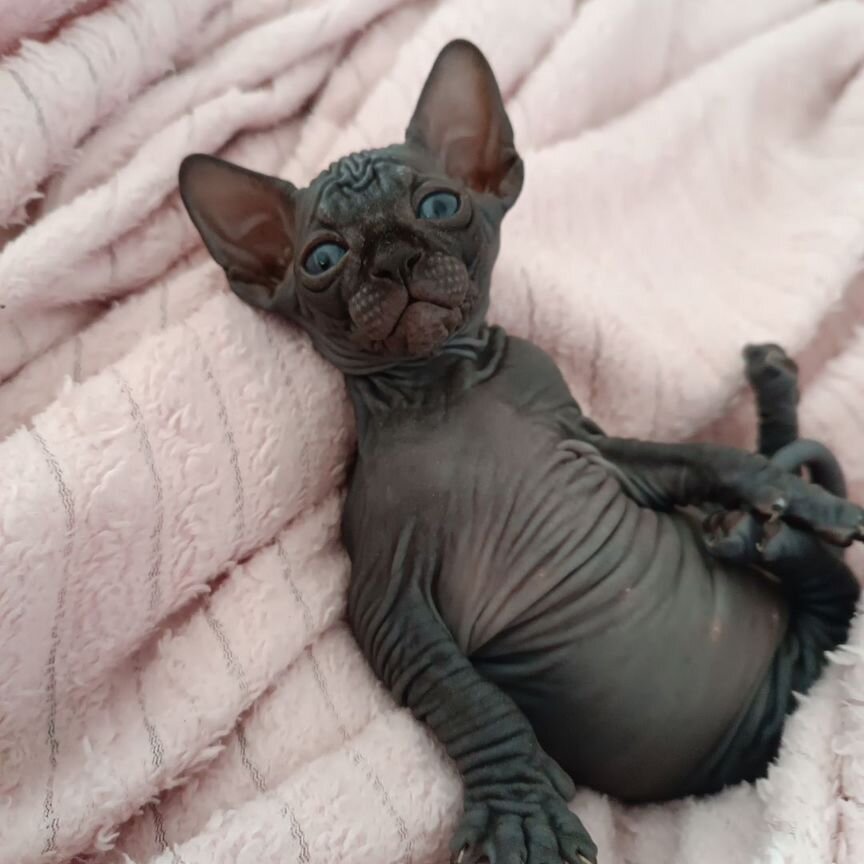 Канадский сфинкс