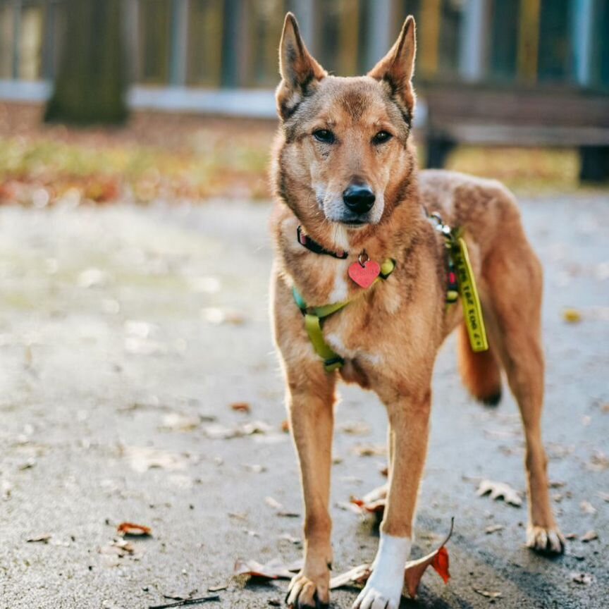Взрослая собака в добрые руки