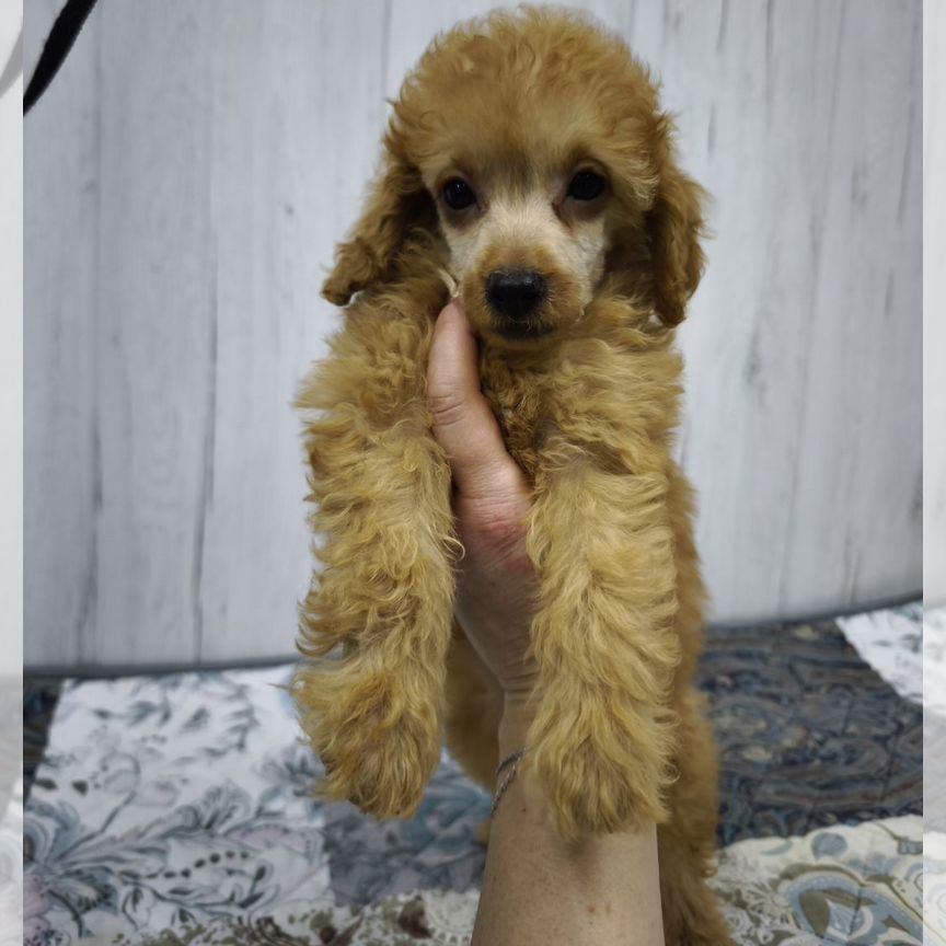 Той-пудель, щенок