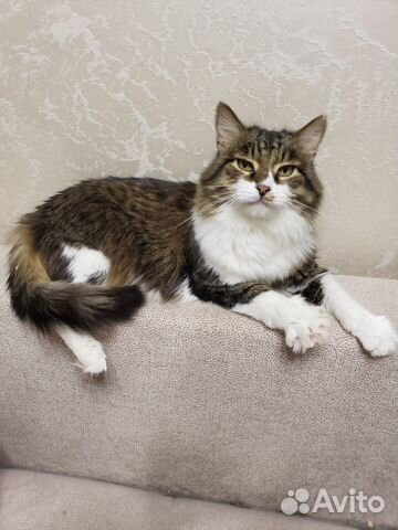 Кастрированный Барсик