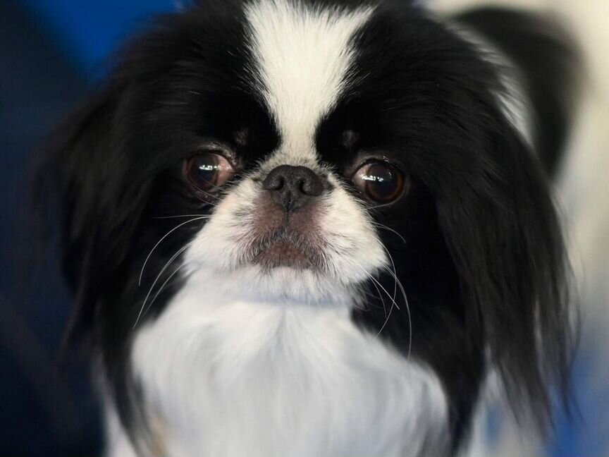 Японский хин, вязка