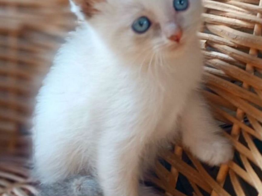 Британские котяточки