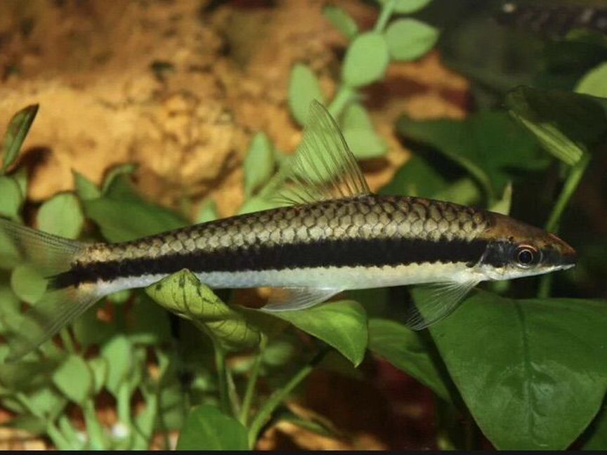 Сиамский водорослеед