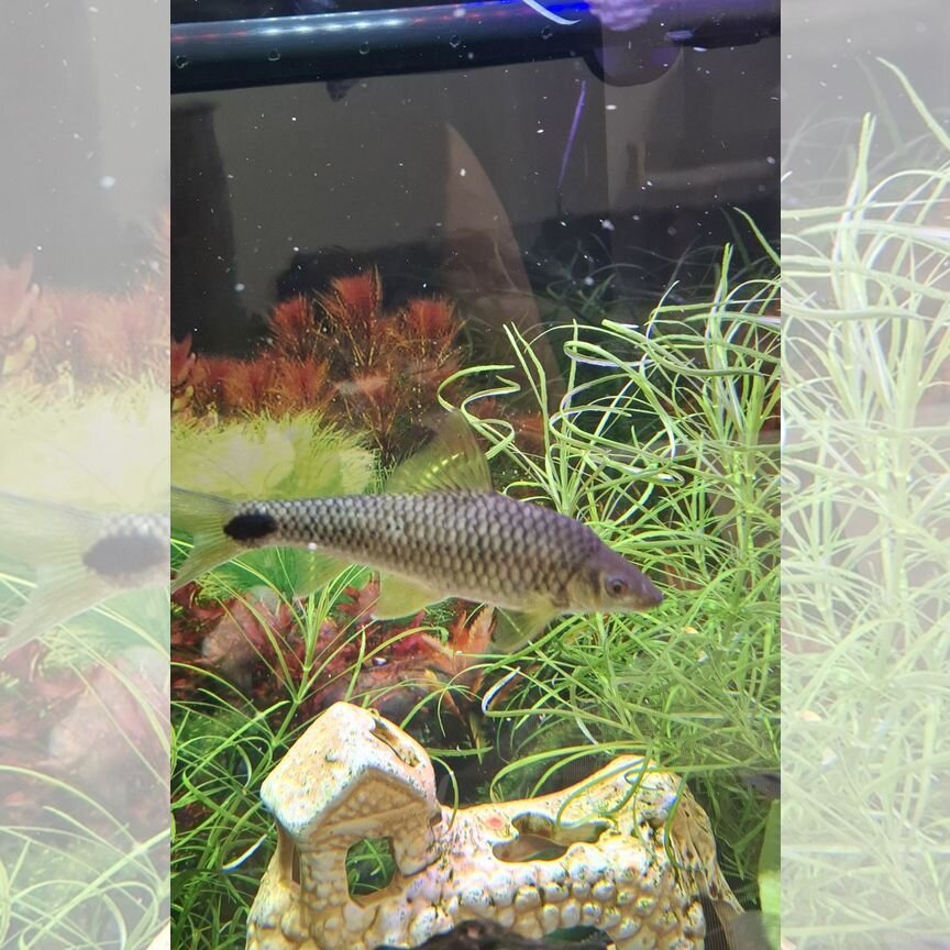 Сиамский водорослеед