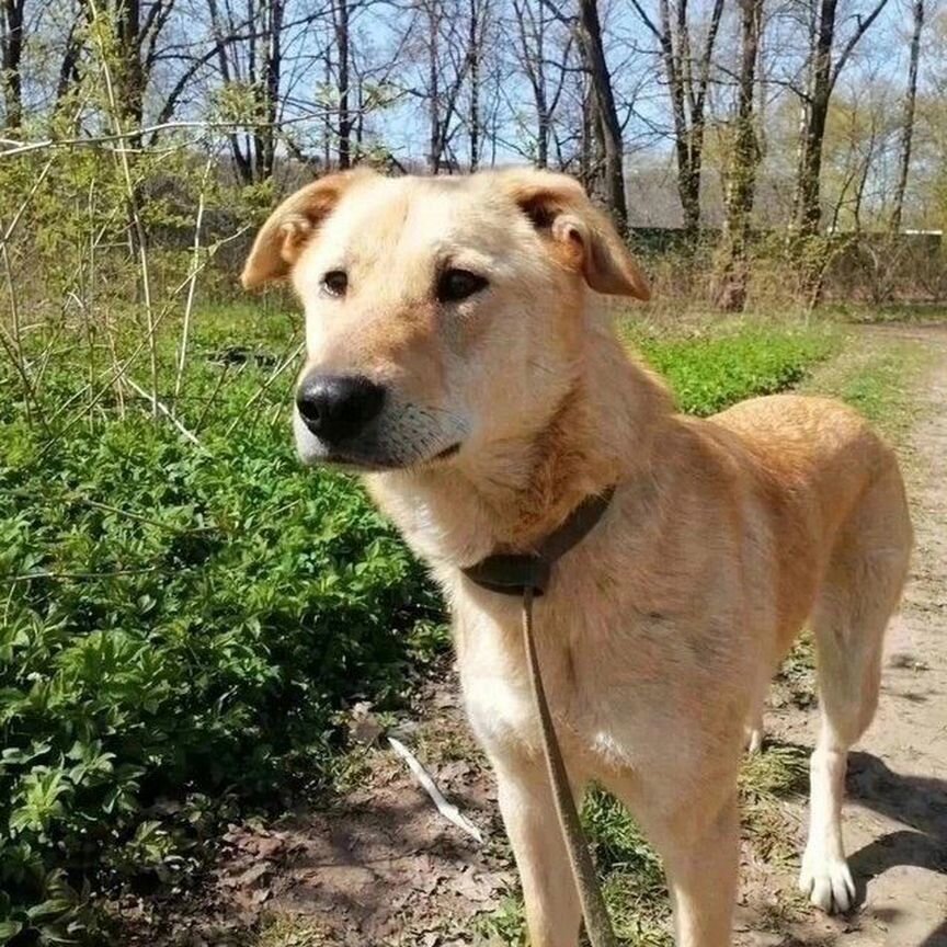 Верный друг в любящую семью