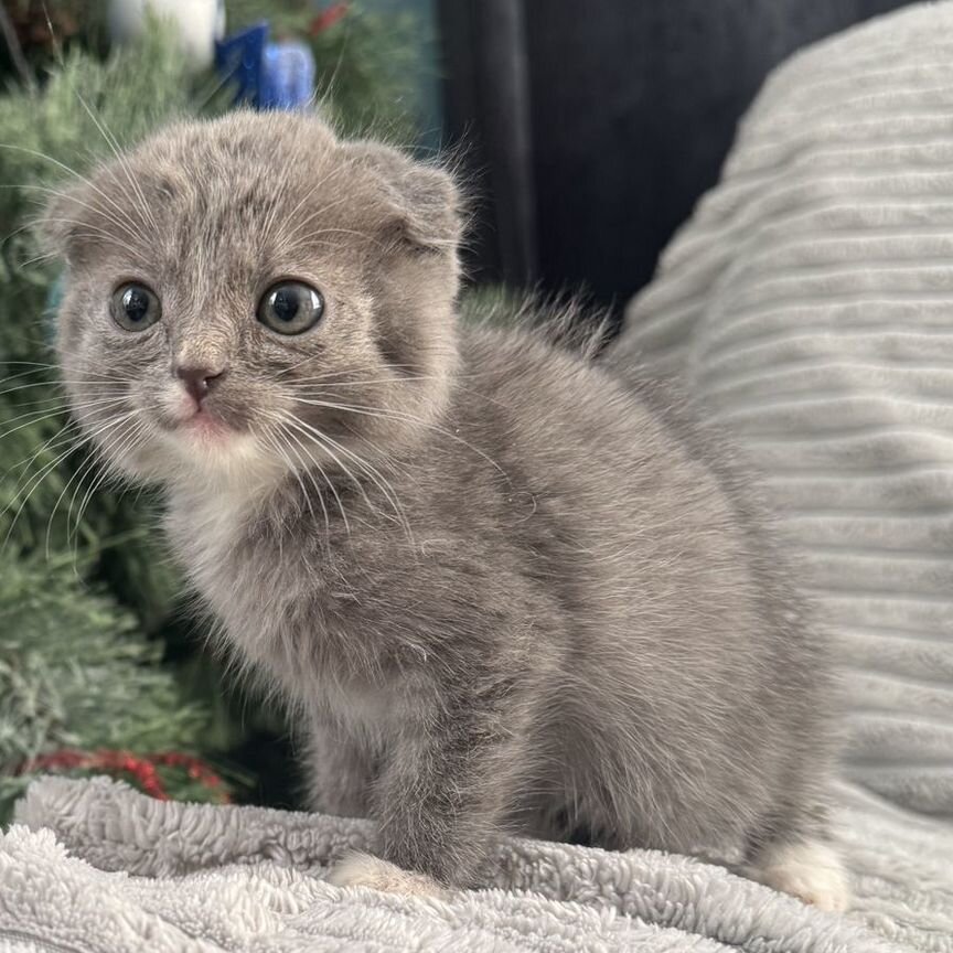 Шотландский вислоухий короткошёрстный котёнок