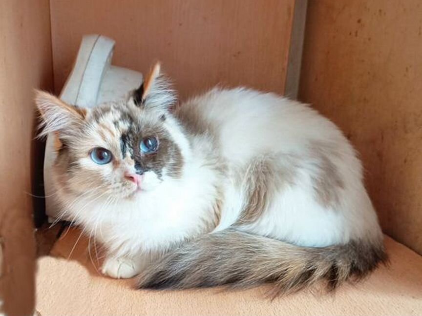 Кошка Оливия