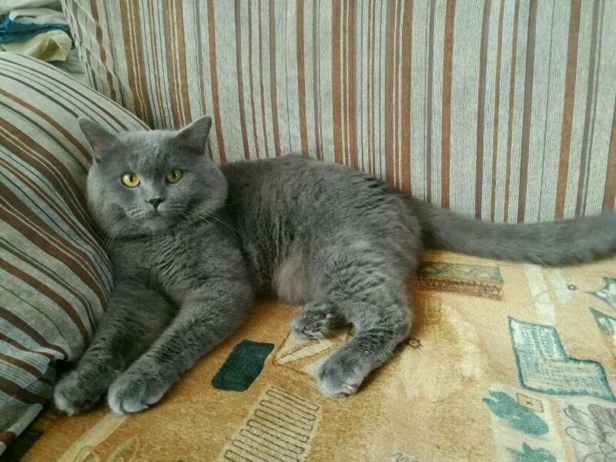 Кот ждет кошечку на свидание