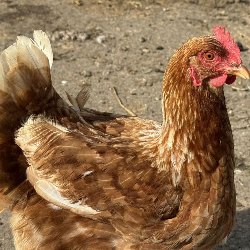 Курицы несушки