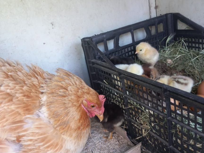 Квочка с цыплятами