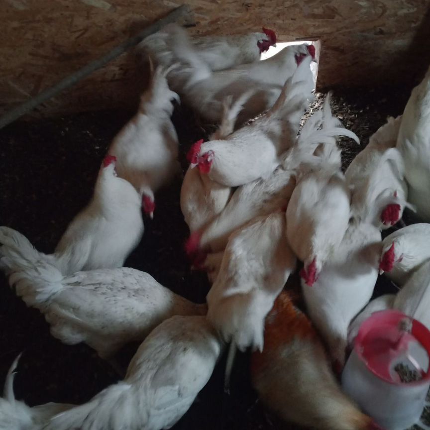 Продам Петухов