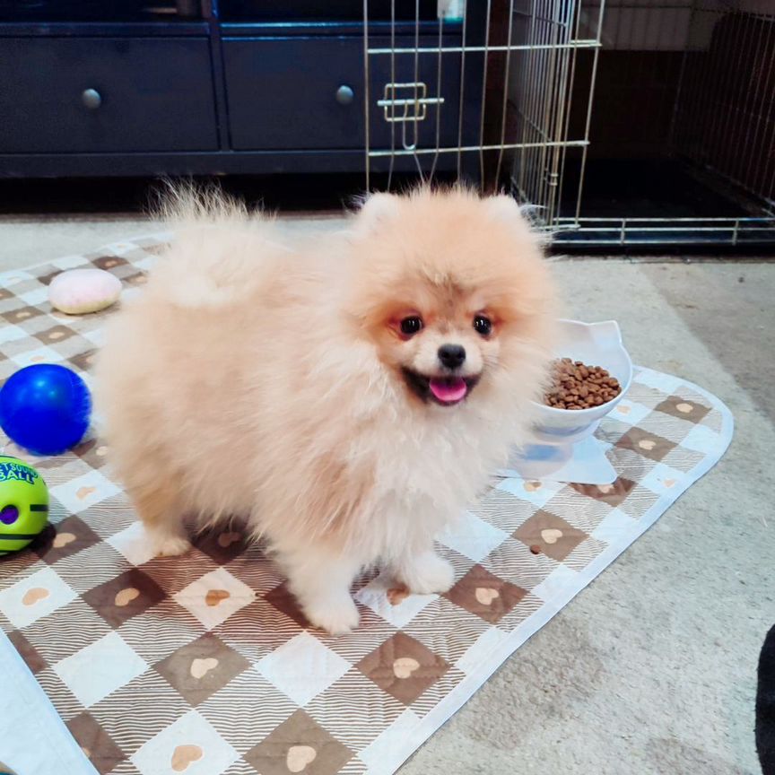 Померанский шпиц