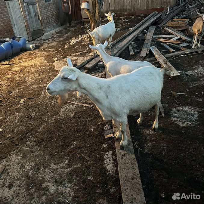Коза на мясо