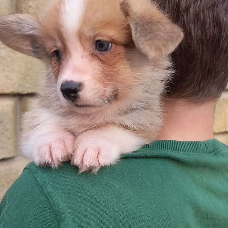 Вельш-корги пемброк мальчик