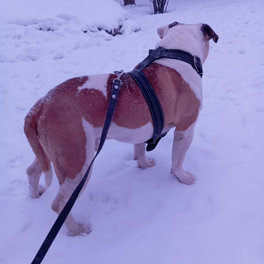 Американский бульдог в хорошие руки