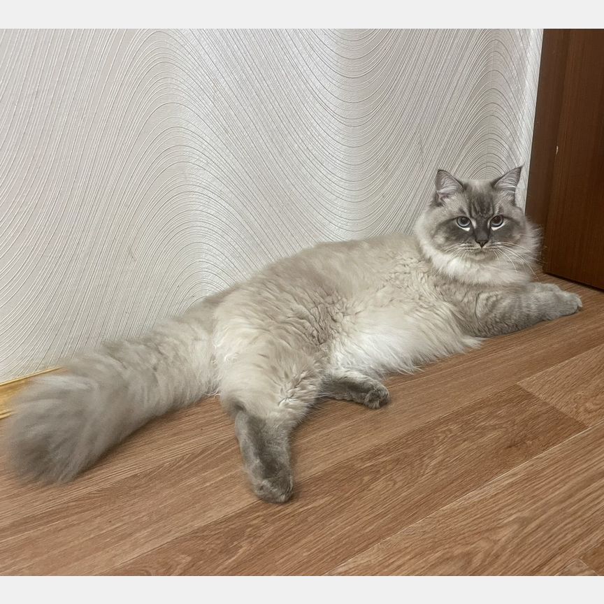 Вязка невский маскарадный