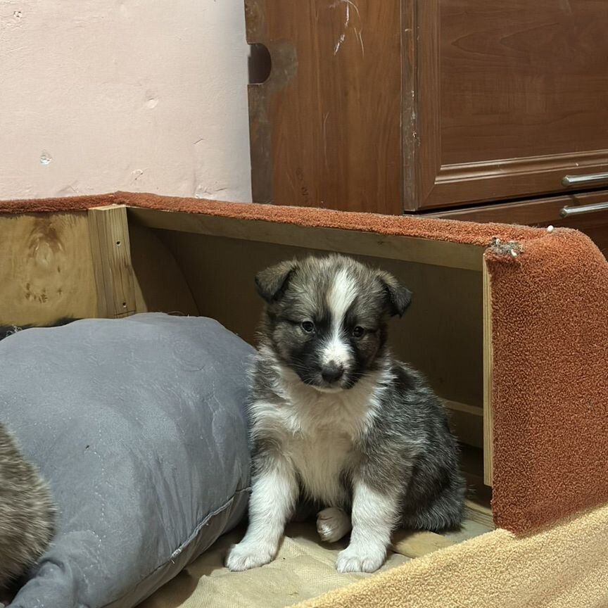 Щенок в добрые руки